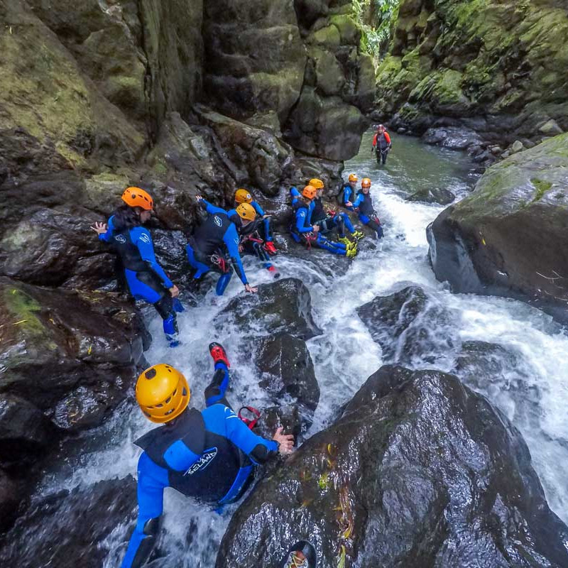 Frequently Asked Questions | Azorean Active Blueberry