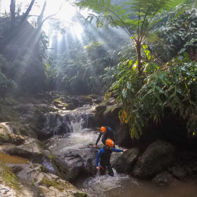 Partners | Azorean Active Blueberry