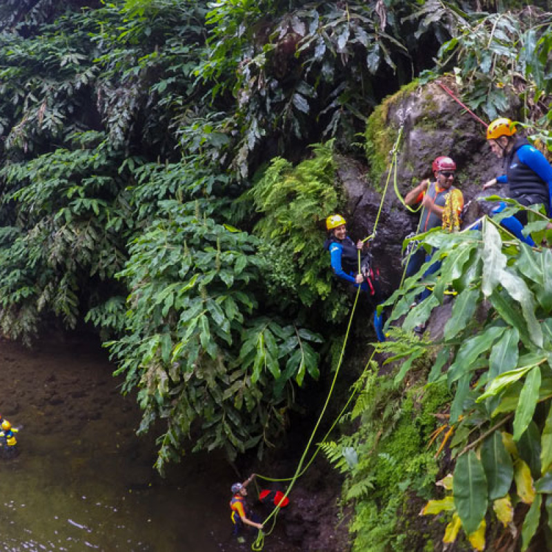 Terms and Conditions | Azorean Active Blueberry