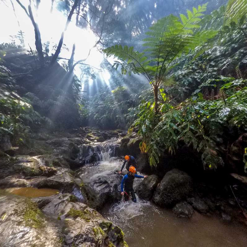 Privacy Policy | Azorean Active Blueberry